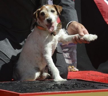 Give It Up For Uggie – A Great Canine Has The Greatest Of Dog Day ...