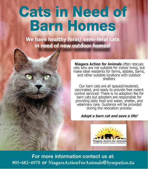 Help A Cat In Need Of A “Barn Home” | Niagara At Large