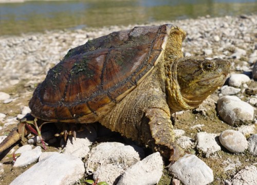 Ontario Nature Group Applauds Province’s Decision to End Hunt of At ...