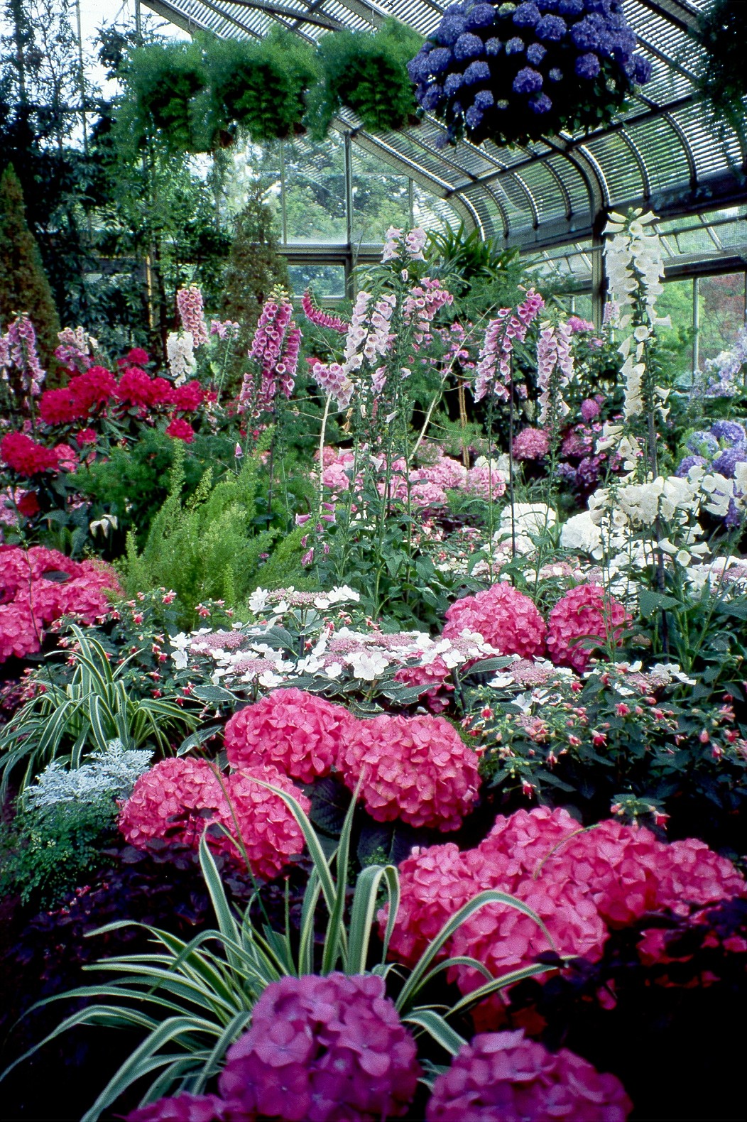 Celebrate Spring at Annual Hydrangea Display at Niagara Parks’ Floral ...