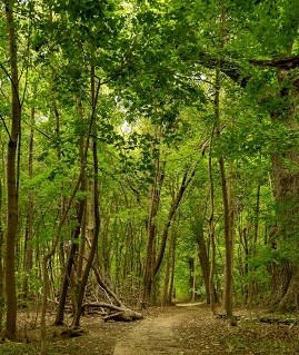 Niagara Needs Stronger Rules for Protecting and Preserving Our Trees ...