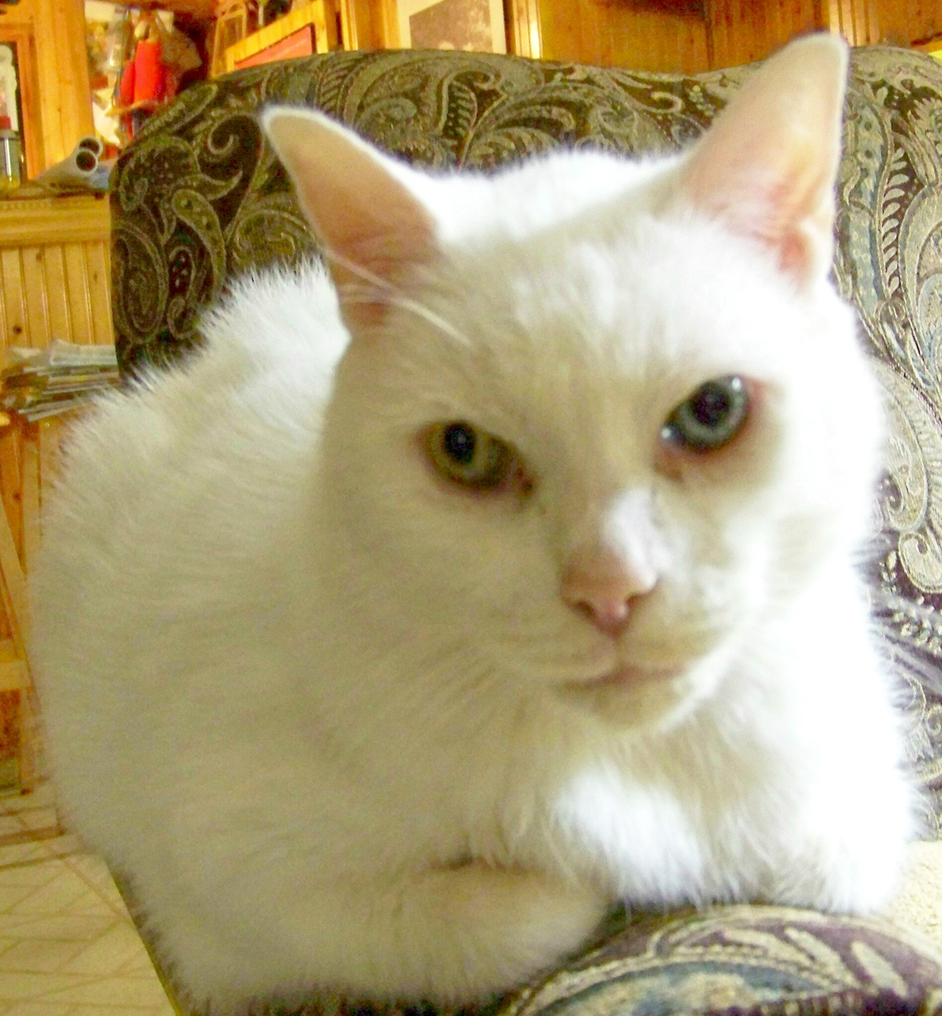 Remembering a Beloved Feline Friend | Niagara At Large