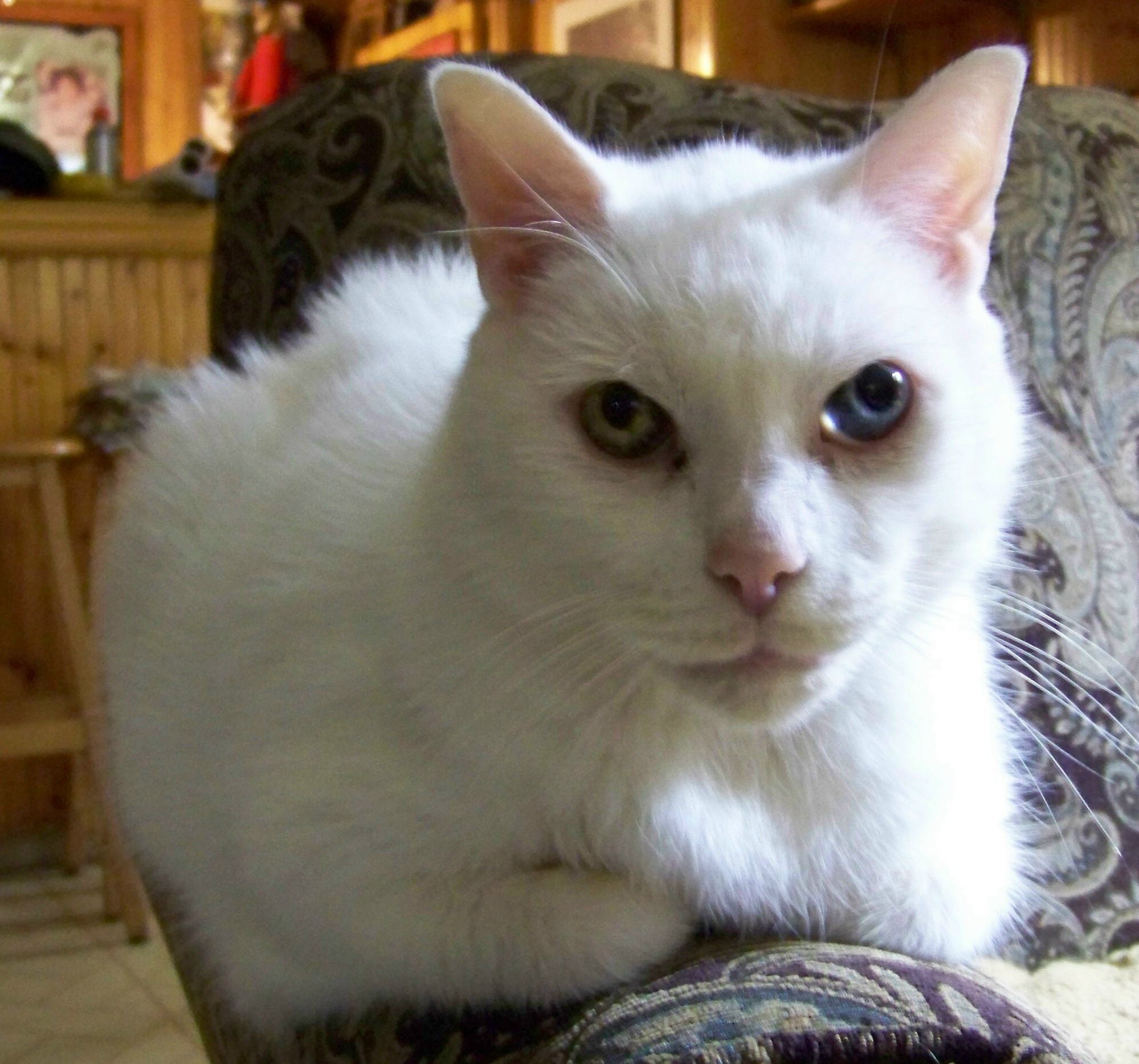 Remembering Two Wonderful Cats | Niagara At Large