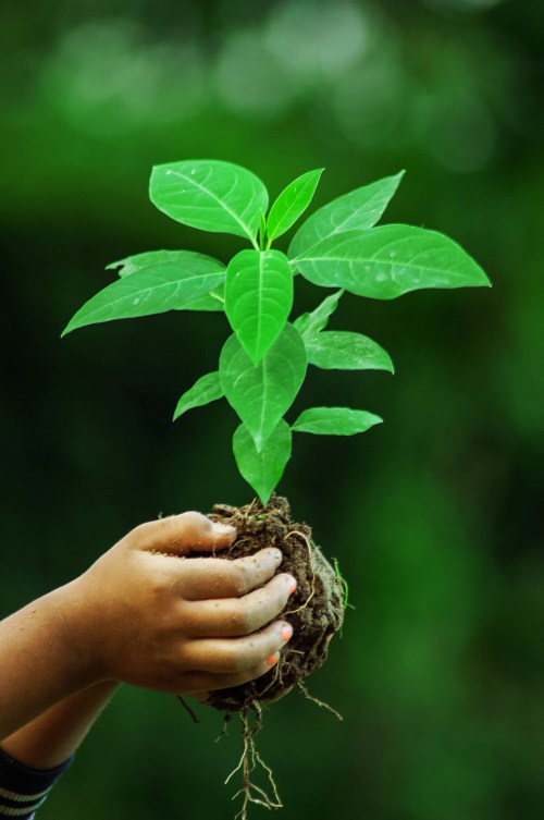 Grow Lincoln’s Tree Canopy and Support a Greener Future through the ...