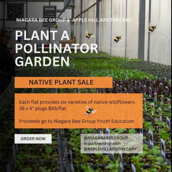 Do Your Part to Help Bee and Butterfly Pollinators Survive | Niagara At ...