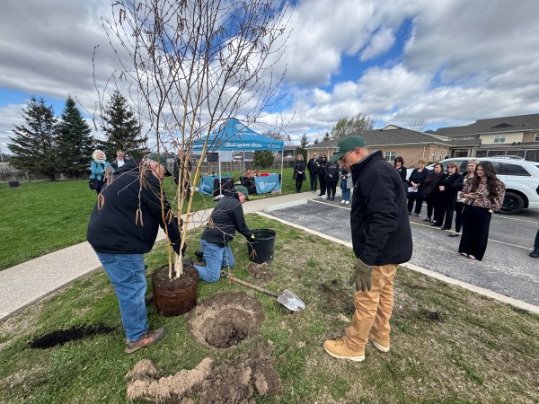 Birchway Niagara Shelter For Women & Children Receives Two White Birch ...