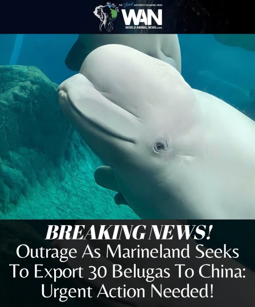 Tell Federal Government to Ensure Marineland Whales Are Transferred To ...