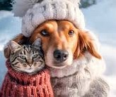 Winter Pet Care 101 – Keeping Animals Safe, Warm, and Healthy | Niagara ...